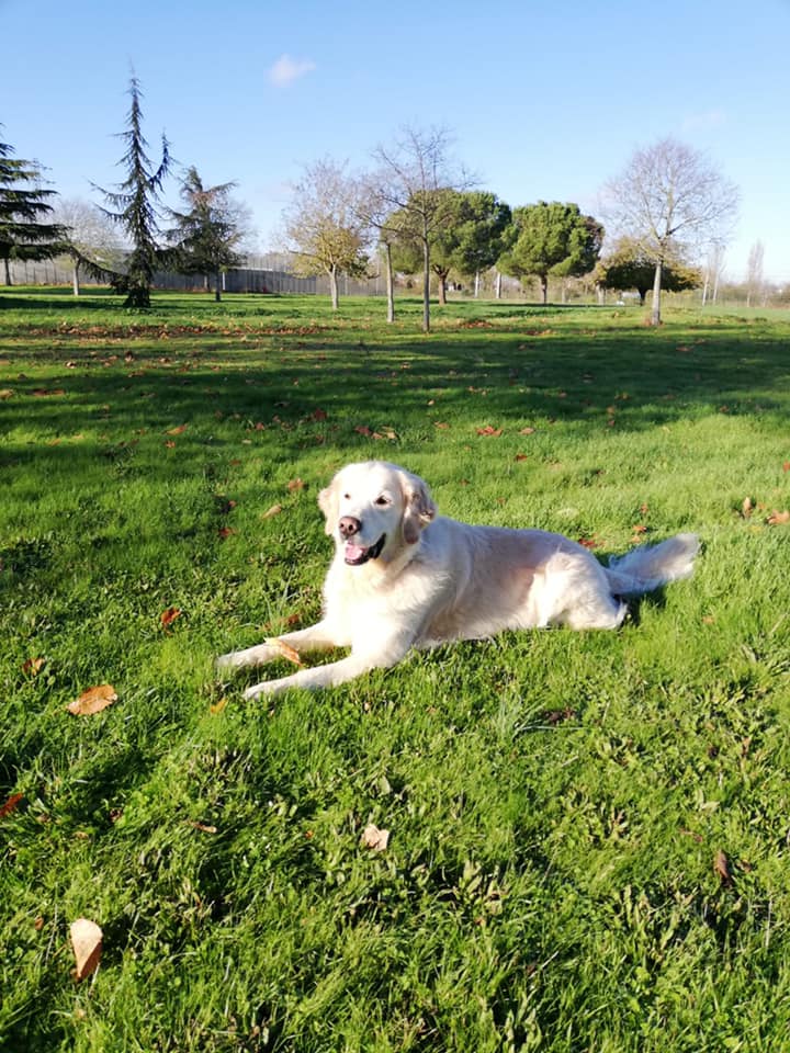 Présentation de Jackpot - Chien médiateur de l'AFTAA