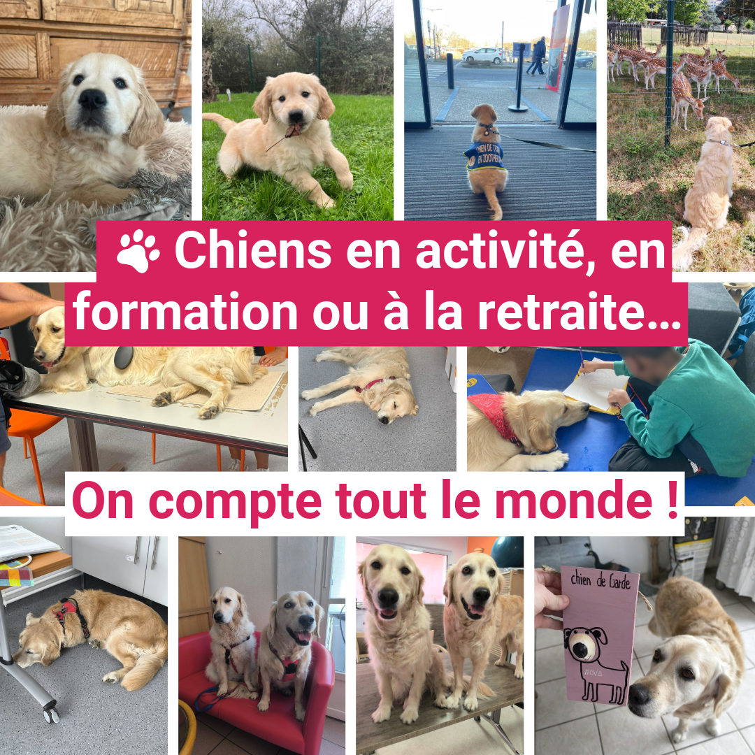 Quiz du jour - Combien de chiens à l'AFTAA ? - Association Française de ...